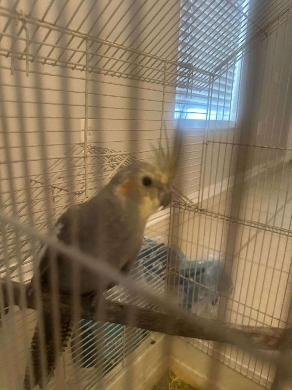 Cockatiel for sale