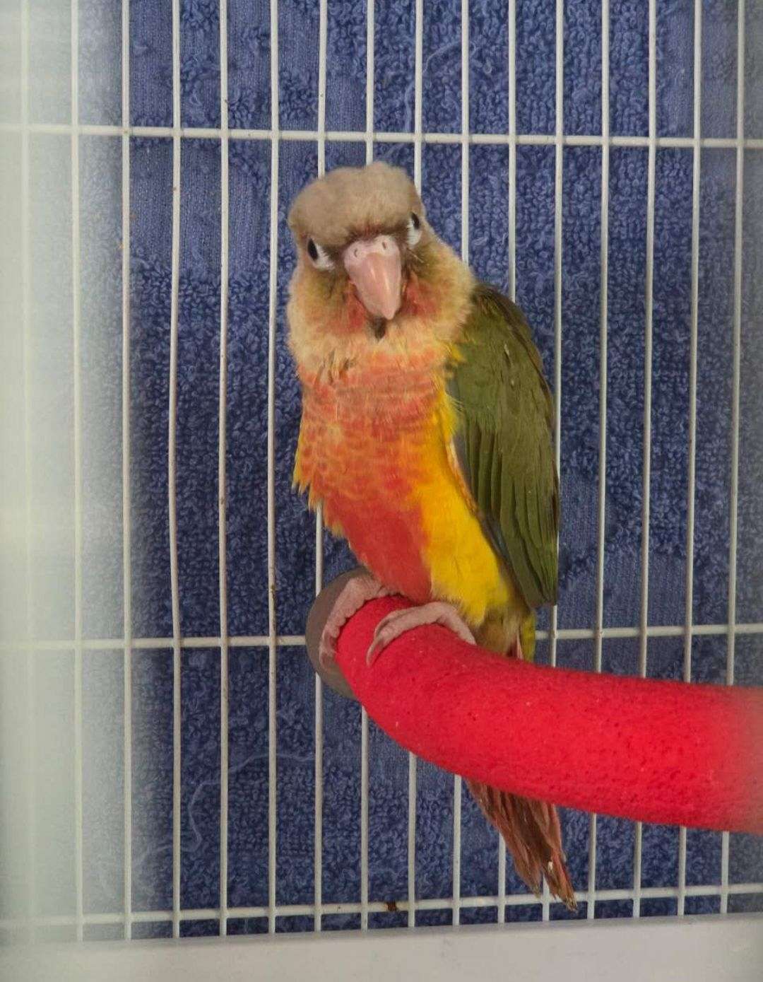 Green cheek conure pineapple