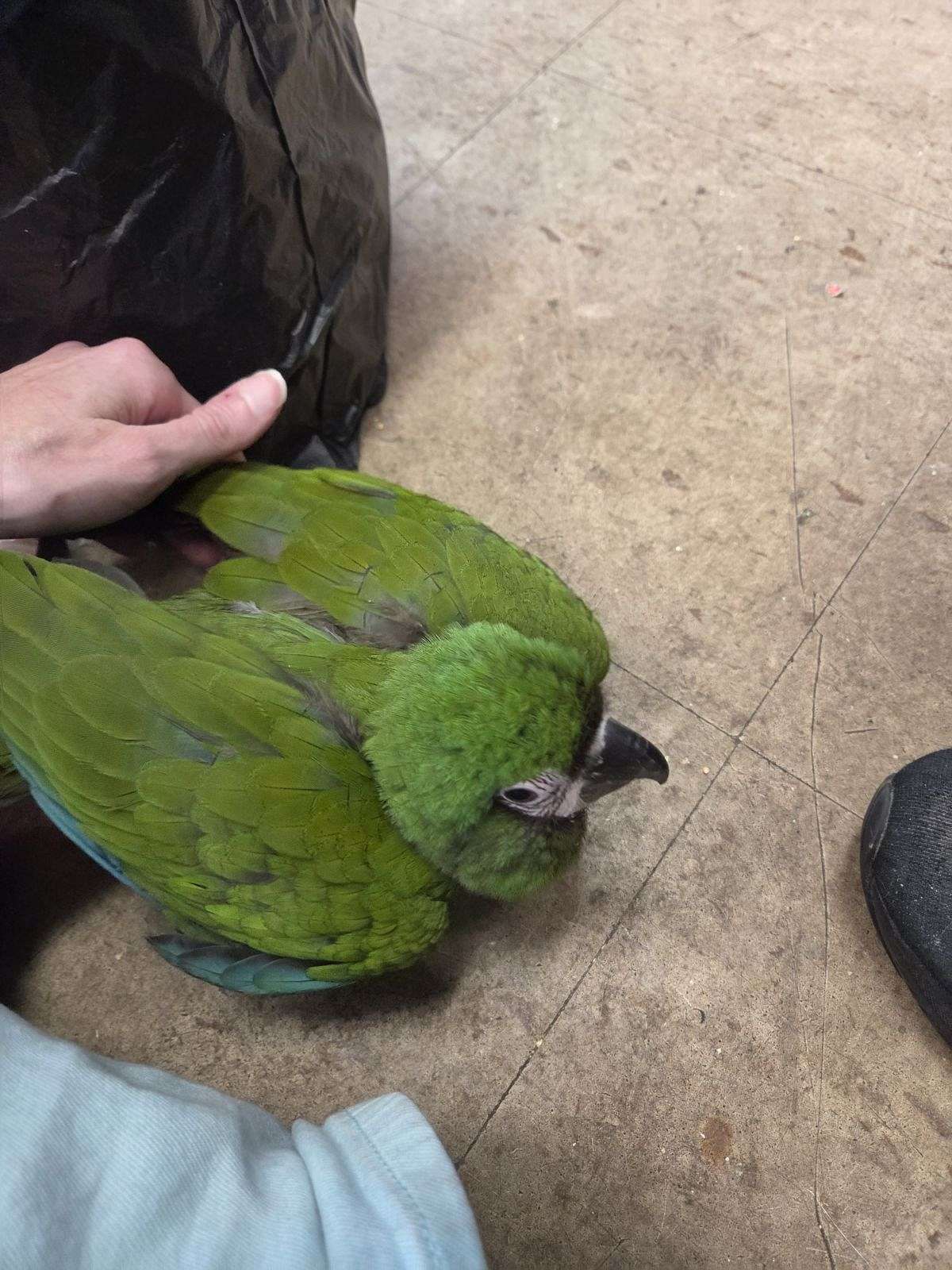 Severe macaw