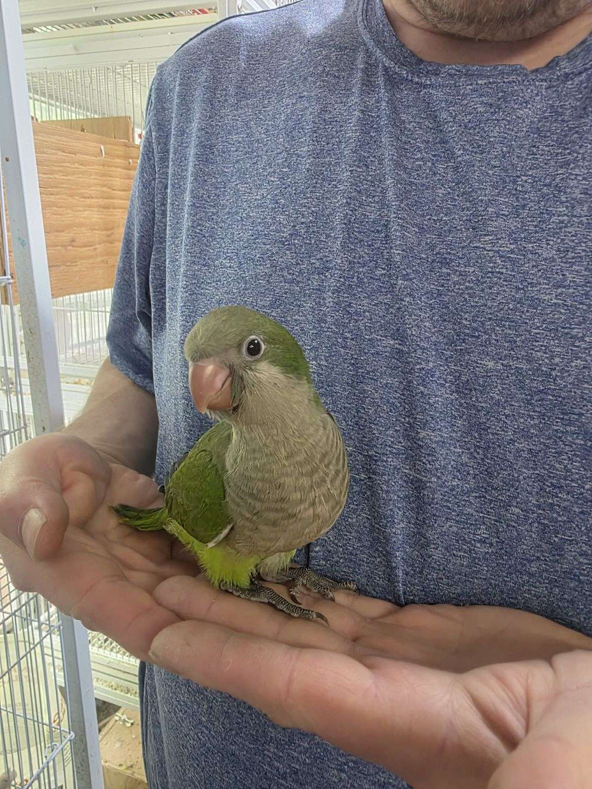 Quaker