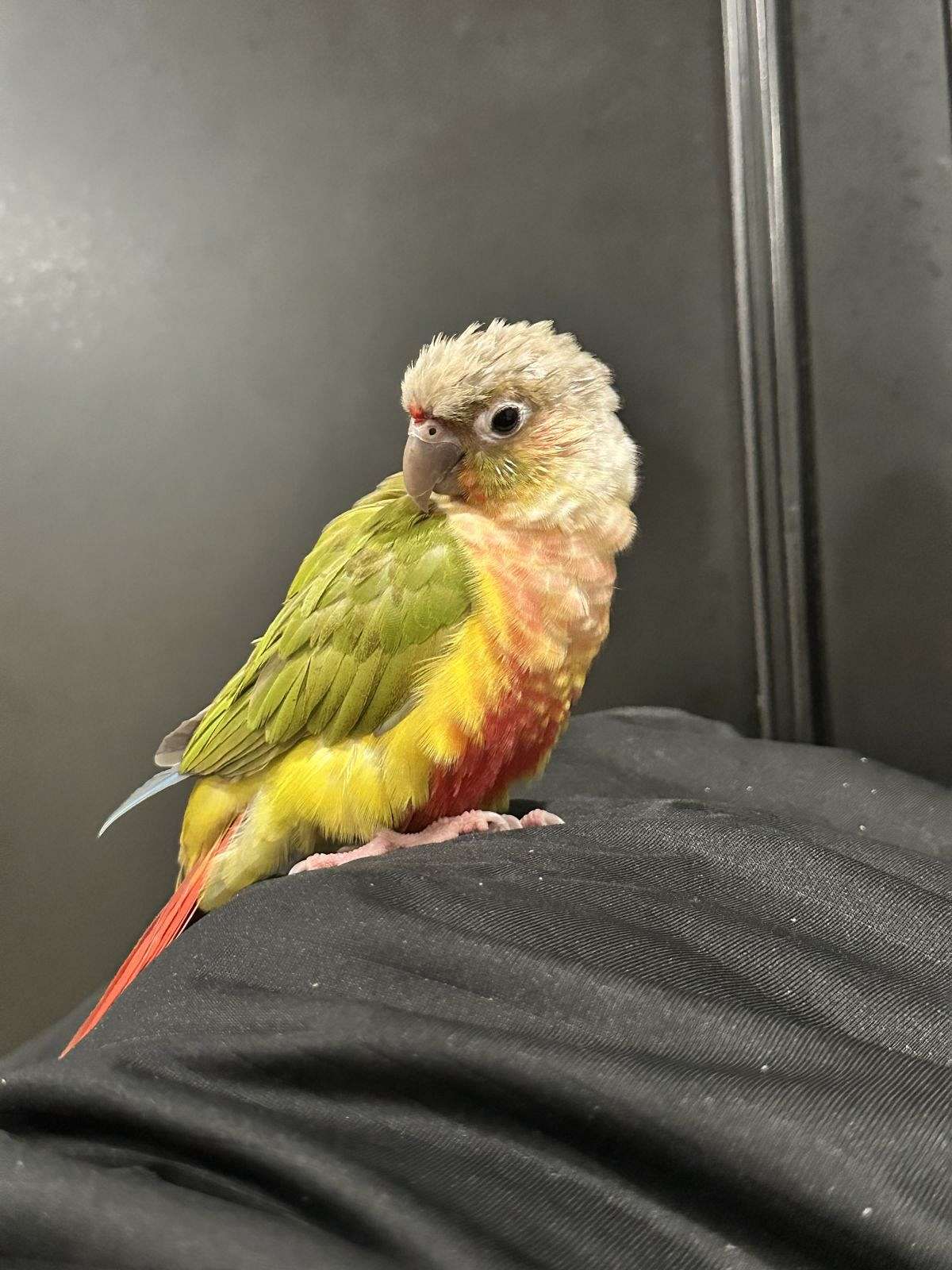 Tame baby green cheek conure