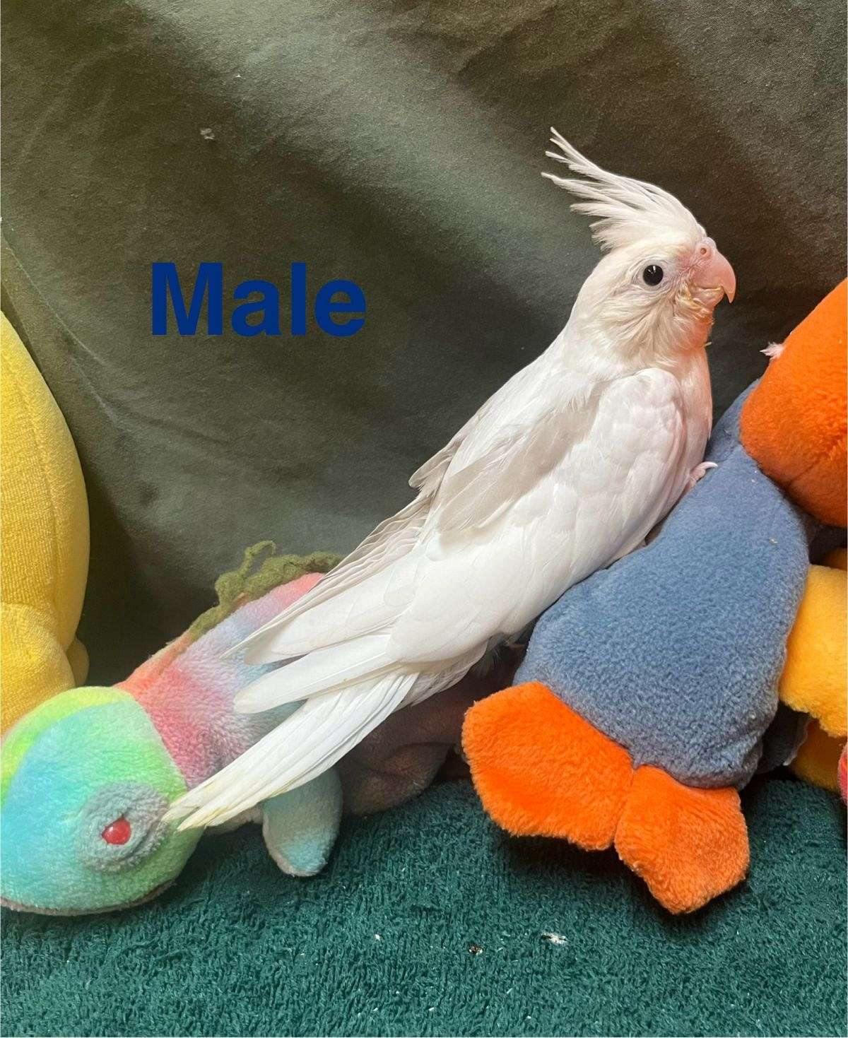 Cockatiels-all DNA’d, makes and females, sweet!