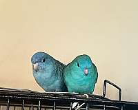 Lineolated Parakeet bird babies