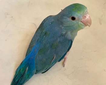 Cobalt Blue Parrotlet