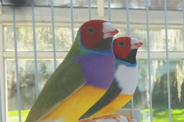Most Incredible Lady Gouldian Finches w Fast Shipping