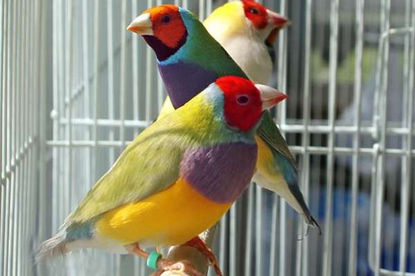 Fast Shipping - Fancy Gouldian Finch - The Winner!