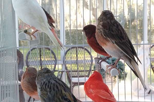 Fast Shipping - Champion Bronze Canary