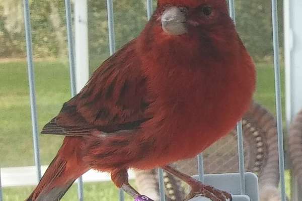 Fast Shipping - Bronze Canary - - Prices starting