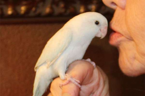 Fast Shipping - Magnificent Silver Blue Parrotlet - Prices start at $399