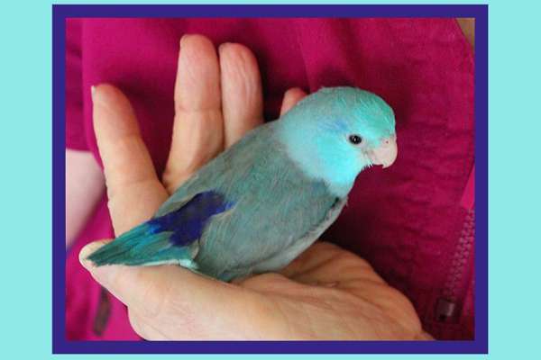 Fast Next Day Shipping - Light Blue Parrotlet - Prices start at $295