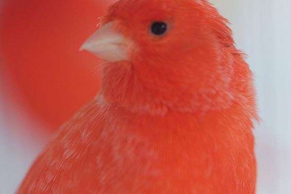 Wholesale - Dazzling Red Canary - - Optional Shipping