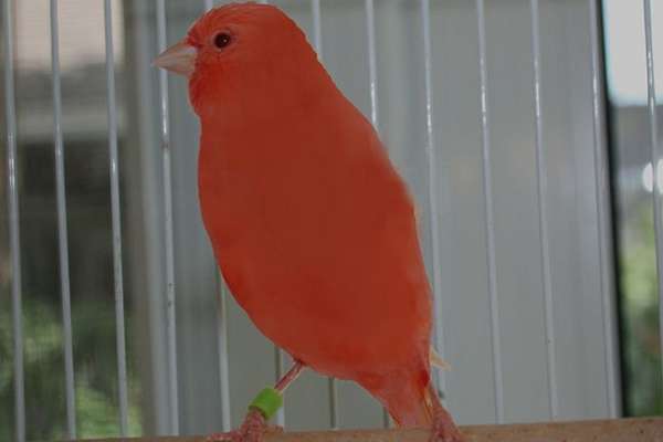 Fast Delivery - Ruby Red Canary - Prices in your Price Range