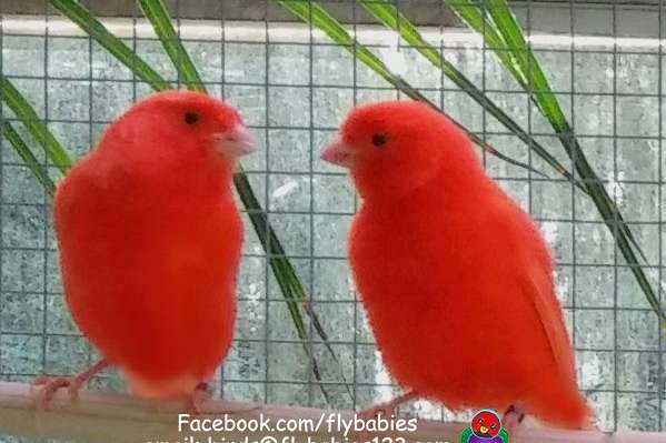 Raving Red Canary - Fast Shipping