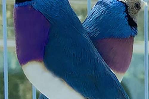 Fast Delivery Nationwide - Breathtaking Blue Lady Gouldian Finch