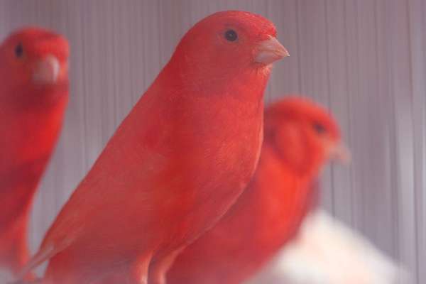 Award Winning Deep Red Canary - - Prices starting at $289 - Shipping