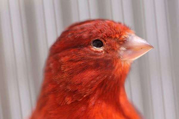 Wholesale - Flashy Red Canary