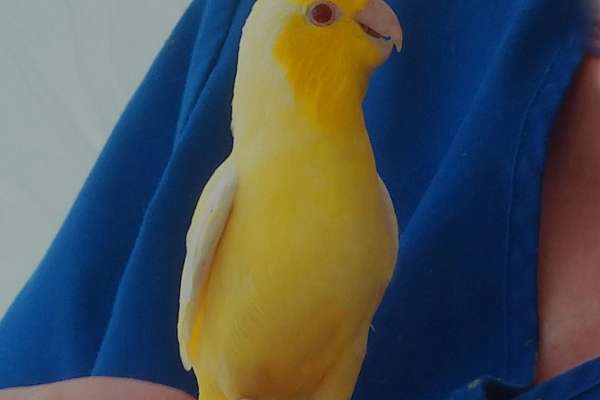 Shipping Fast - Watch this Gorgeous Parrotlet