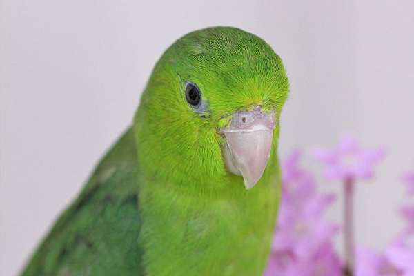 Gorgeous Green Male Parrotlet - Prices Start at $399 - Fast Shipping