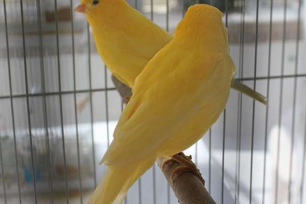 Beautiful Singing Canaries