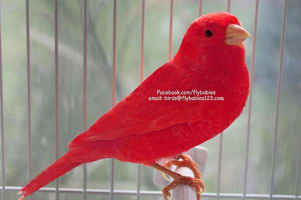 Fast Shipping - Gorgeous Red Canaries