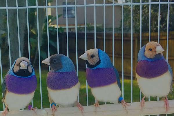 Rare Blue Back Gouldian Finch - $249