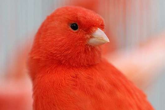 Wholesale - Red Canary - Fast Next Day Shipping