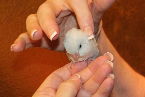 Gorgeous White Baby Parrotlet - Prices Start at $299