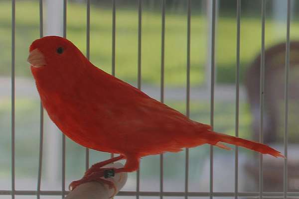 Wholesale - Shipping - Champion Red Hot Canaries