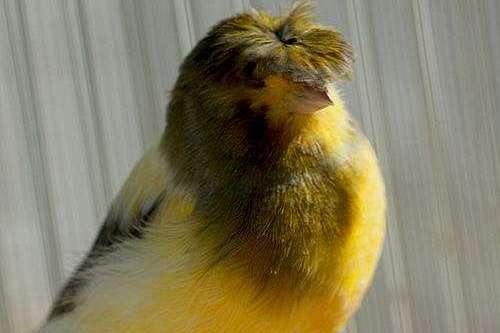 Rare Crested Canaries - ask about free shipping