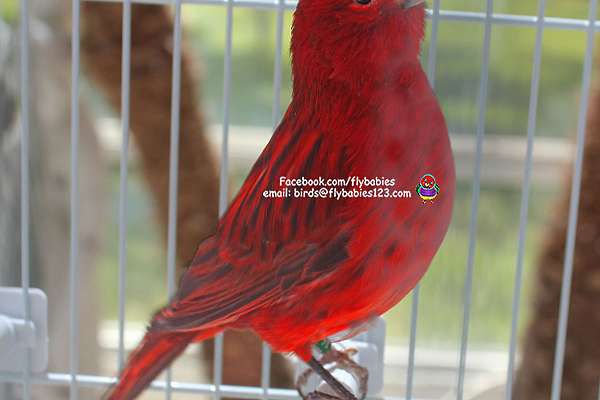 Gorgeous Red Bronze Canary - $189 - Fast Shipping