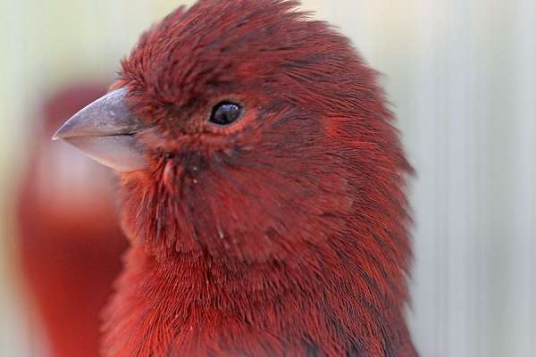 Wholesale - Gorgeous Red Bronze Canary Starting at $129