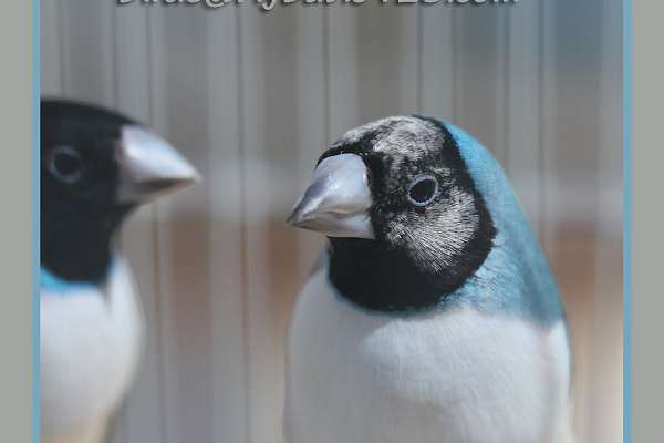 Shipping - Rare Blue Gouldian Finch