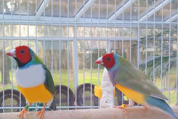 Fast Shipping - Beautiful Lady Gouldian