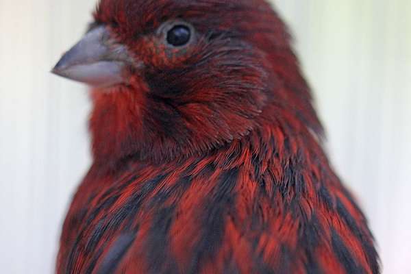 Fast Shipping - Red Bronze Canary