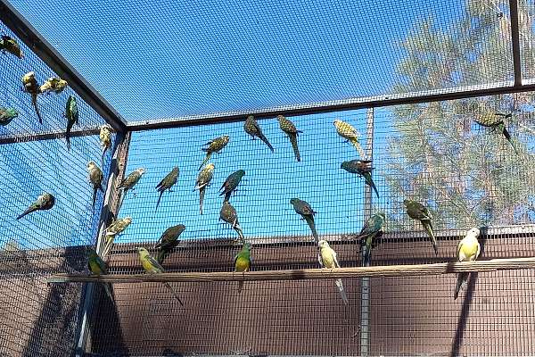 Red Rump Parakeets