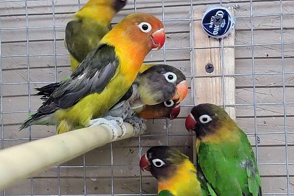 Beautiful -Love Bird-- Prices start at $299