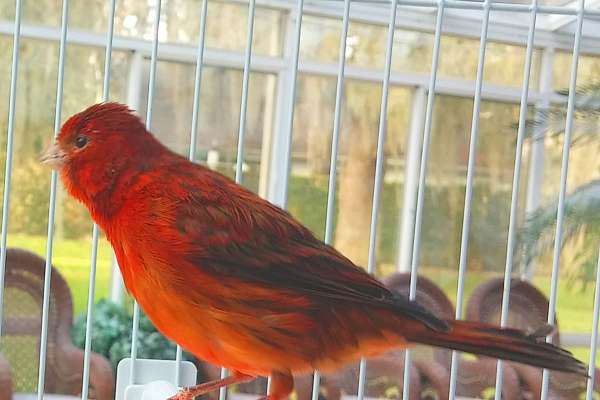 Red Bronze - Shipping-- Price for a Canary