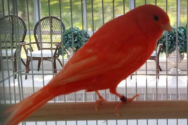 Red Factor Canaries - Fast Shipping