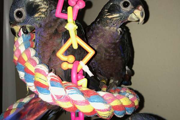 Pionus Dusky Babies For Sale!