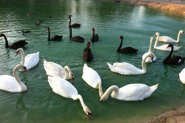 Swans for Sale! White Mutes