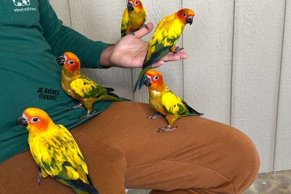 Sun Conure babies