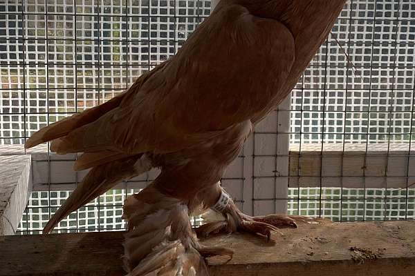 2021 Young Yellow Saxon Pouter Female - 933