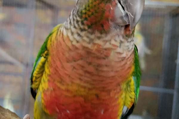 Green cheek conure handfed baby sold