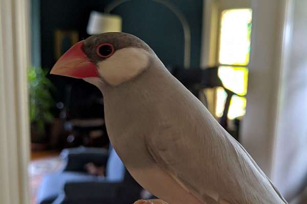 Silver Male Java finch