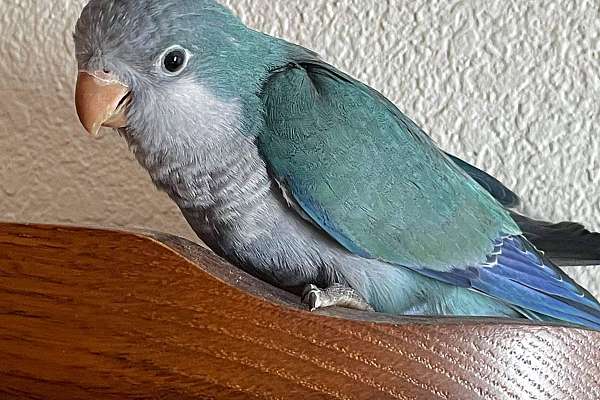 Turquoise quaker parrots 8 weeks old