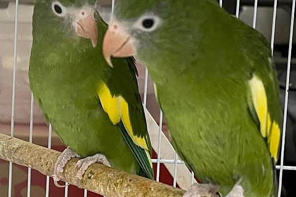 Gac Parrots - Canary Winged