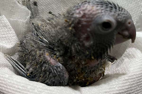 Gac Parrots - Baby Crimson Bellied