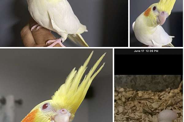 Baby Girl cockatiel T-26