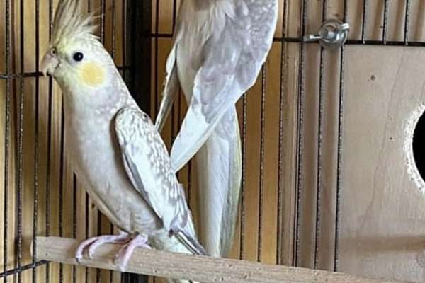 Proven pair rare yellow cheeked cockatiels