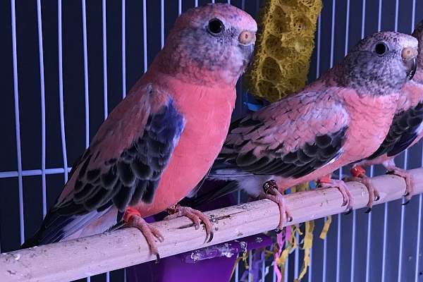 Pair of Proven Rosey Bourkes